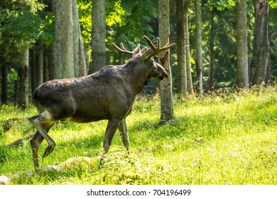 Moose Forest Stock Photo 704196499 | Shutterstock