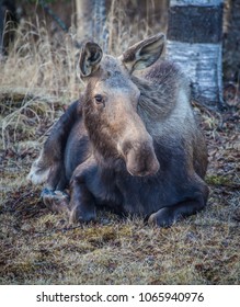 78 Moose laying down Images, Stock Photos & Vectors | Shutterstock
