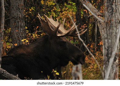 Moose Laying Down Trees During Fall Stock Photo 2191475679 | Shutterstock