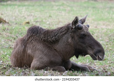 291 Sleeping Moose Images, Stock Photos & Vectors | Shutterstock