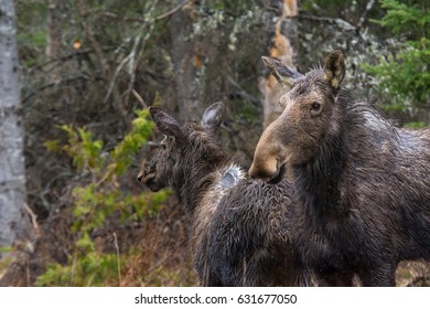 Moose Spring Stock Photo 631677050 | Shutterstock