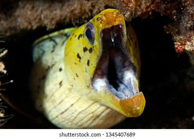 80 Moral eel Images, Stock Photos & Vectors | Shutterstock