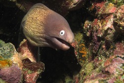 Moray Muraena fish, an Animal Photo by Vapi