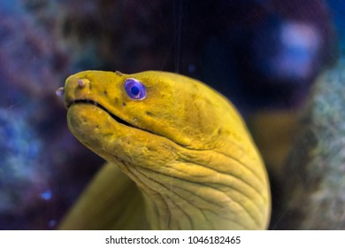 Rhinomuraena Quaesita Blue Ribbon Eel Elegant Stock Photo (Edit Now ...
