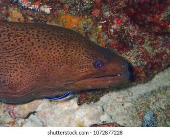 Moray Eel Three Trees Diving Point Stock Photo 1072877228 | Shutterstock
