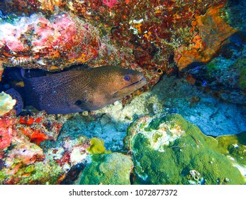 Moray Eel Three Trees Diving Point Stock Photo 1072877372 | Shutterstock
