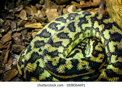 1,052 Diamond Python Images, Stock Photos & Vectors | Shutterstock