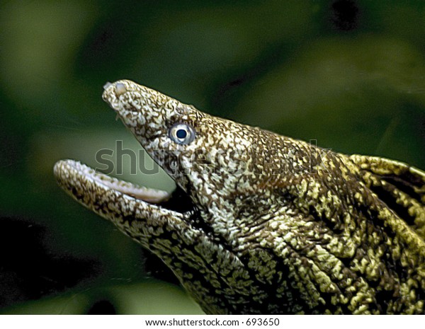 Morena Fish Closeup Stock Photo (Edit Now) 693650