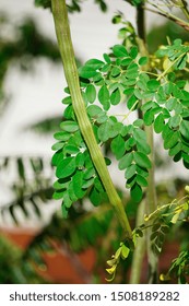 113 Muringa Images, Stock Photos & Vectors | Shutterstock