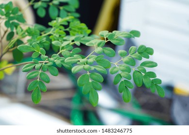 113 Muringa Images, Stock Photos & Vectors | Shutterstock