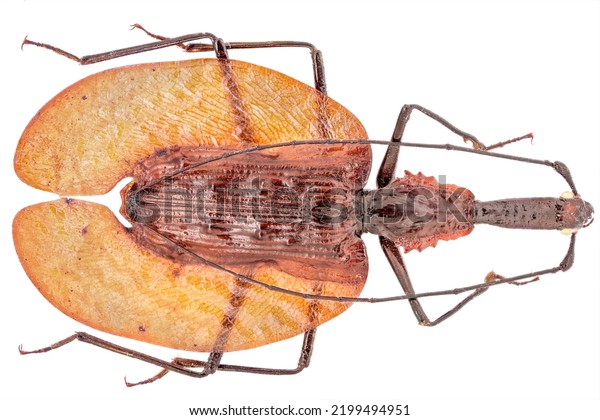 Mormolyce Phyllodes On White Background Stock Photo 2199494951 ...