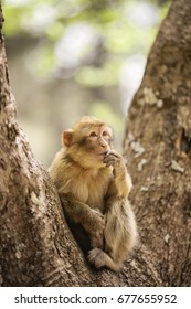 12 Nail Biting Monkey Images, Stock Photos & Vectors | Shutterstock