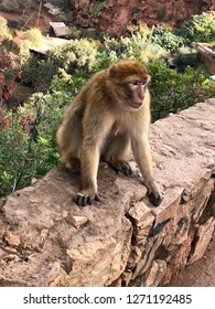 2,809 Morocco Monkey Images, Stock Photos & Vectors | Shutterstock