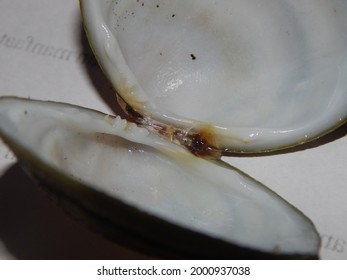Morphology Clam Shell Inside Stock Photo 2000937038 | Shutterstock