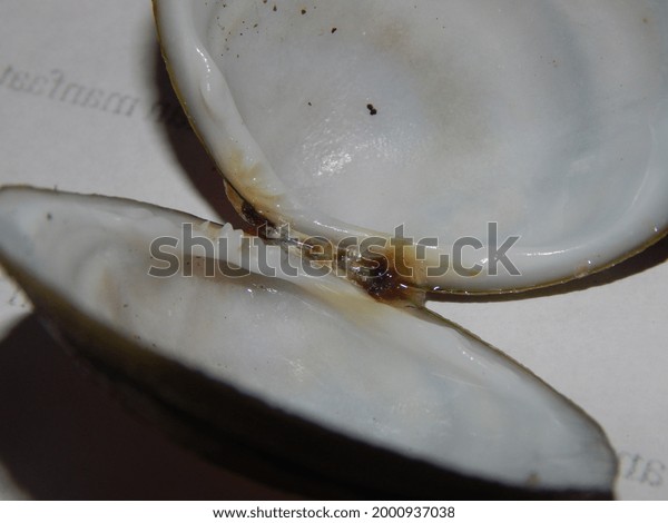 Morphology Clam Shell Inside Stock Photo 2000937038 | Shutterstock