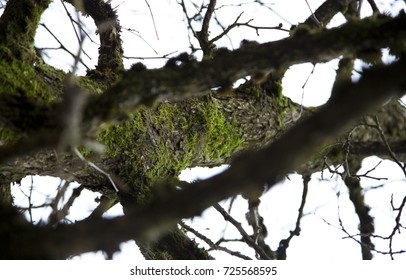 Mos Tree Stock Photo 725568595 | Shutterstock