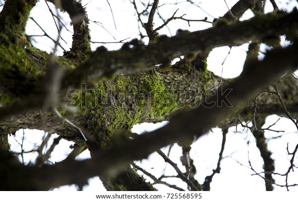 Mos Tree Stock Photo 725568595 | Shutterstock