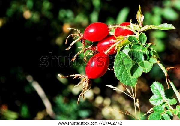 Mosqueta fruit