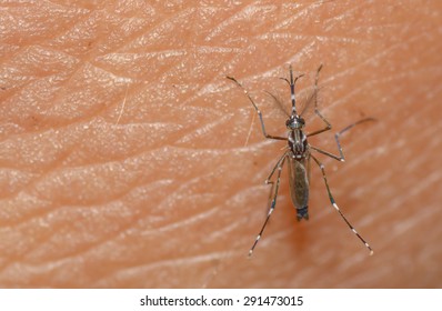 Mosquito Bites Stock Photo 291473015 | Shutterstock