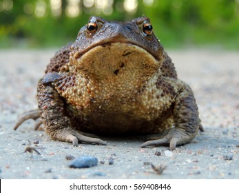 91 Toad eater Images, Stock Photos & Vectors | Shutterstock