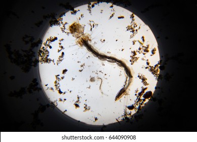 Mosquito Larva Under Microscope View Stock Photo (Edit Now) 644090908
