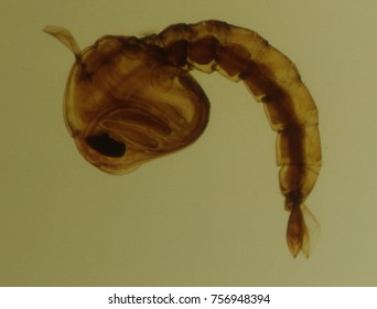 Mosquito Larvae Under Microscope Stock Photo (Edit Now) 756948394