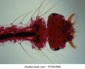Mosquito Larvae Under Microscope Stock Photo (Edit Now) 756948397