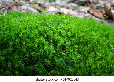 668 Common Hair Moss Images, Stock Photos & Vectors | Shutterstock