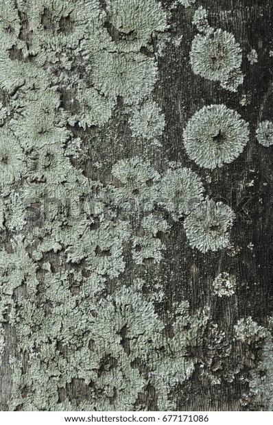 Moss Around Tree Stock Photo 677171086 | Shutterstock