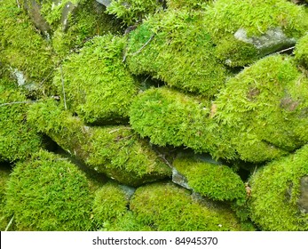 Moss Background Stock Photo 84945370 | Shutterstock