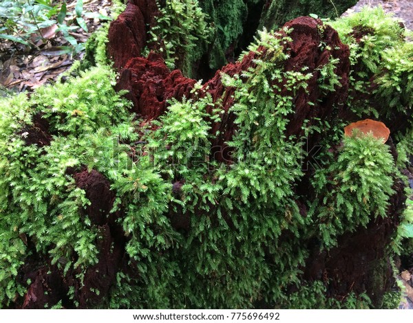 Moss Dead Tree Area Stock Photo 775696492 | Shutterstock