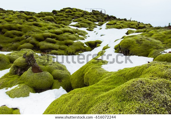 Moss Field Stock Photo (Edit Now) 616072244