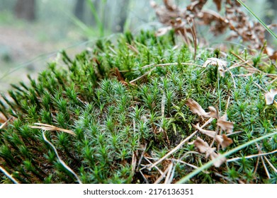 1,941 Fork moss Images, Stock Photos & Vectors | Shutterstock