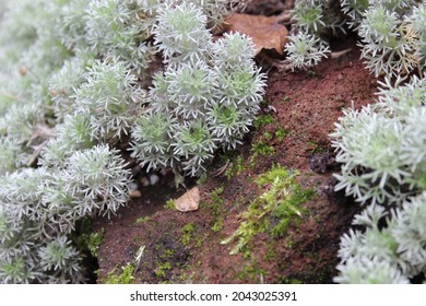 521 Mossy patches Images, Stock Photos & Vectors | Shutterstock