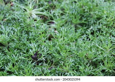 521 Mossy patches Images, Stock Photos & Vectors | Shutterstock