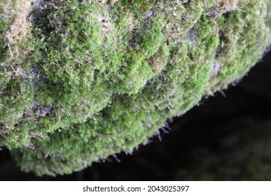 521 Mossy patches Images, Stock Photos & Vectors | Shutterstock