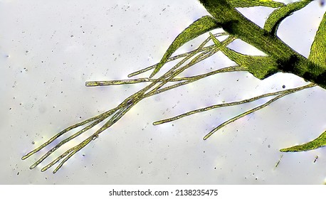 Stock Photo and Image Portfolio by Videologia | Shutterstock