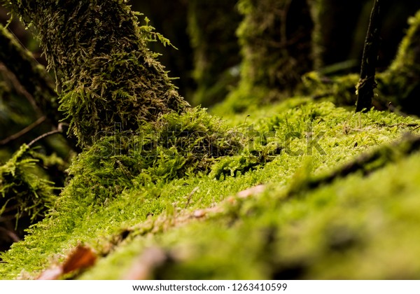Moss Old Tree Stock Photo 1263410599 | Shutterstock