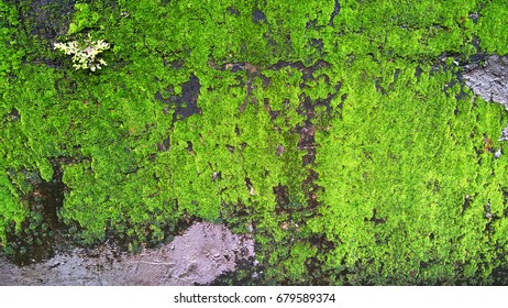 Moss Texture Stock Photo 679589374 | Shutterstock