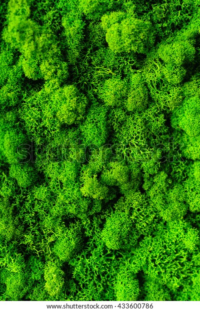 Moss Texture Moss Stock Photo (Edit Now) 433600786