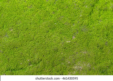 58,209 Moss floor Images, Stock Photos & Vectors | Shutterstock