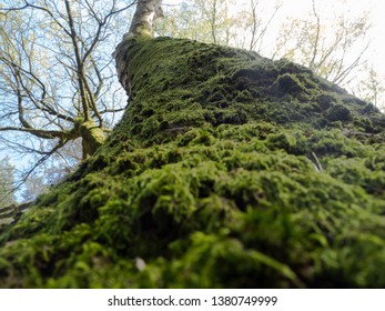 120 Baum moos Images, Stock Photos & Vectors | Shutterstock