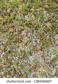 Moss Varieties Background Texture Stock Photo 1384360607 | Shutterstock