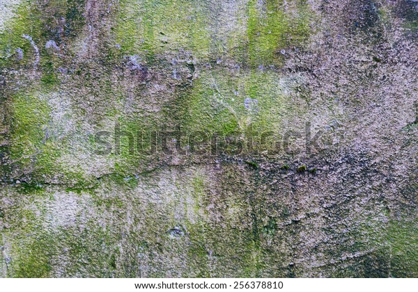 Mossy Wall Texture Stock Photo (Edit Now) 256378810