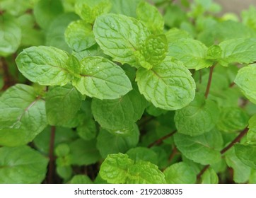 425 Hybrid mint Images, Stock Photos & Vectors | Shutterstock