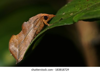 Moth Stock Photo 183818729 | Shutterstock