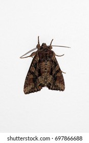 16 Nutmeg moth Images, Stock Photos & Vectors | Shutterstock