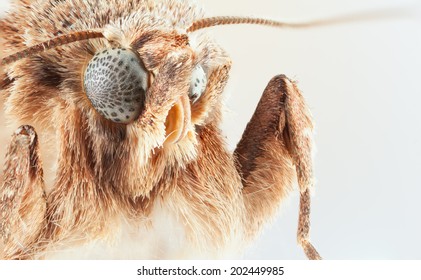 Moth Close Macro Stock Photo 202449985 | Shutterstock