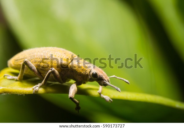 Moth Dust Gold Leaf Backgroundmacro Stock Photo 590173727 | Shutterstock