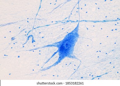123 Nissl stain Images, Stock Photos & Vectors | Shutterstock